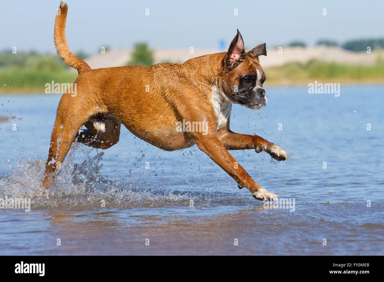 running German Boxer Stock Photo - Alamy
