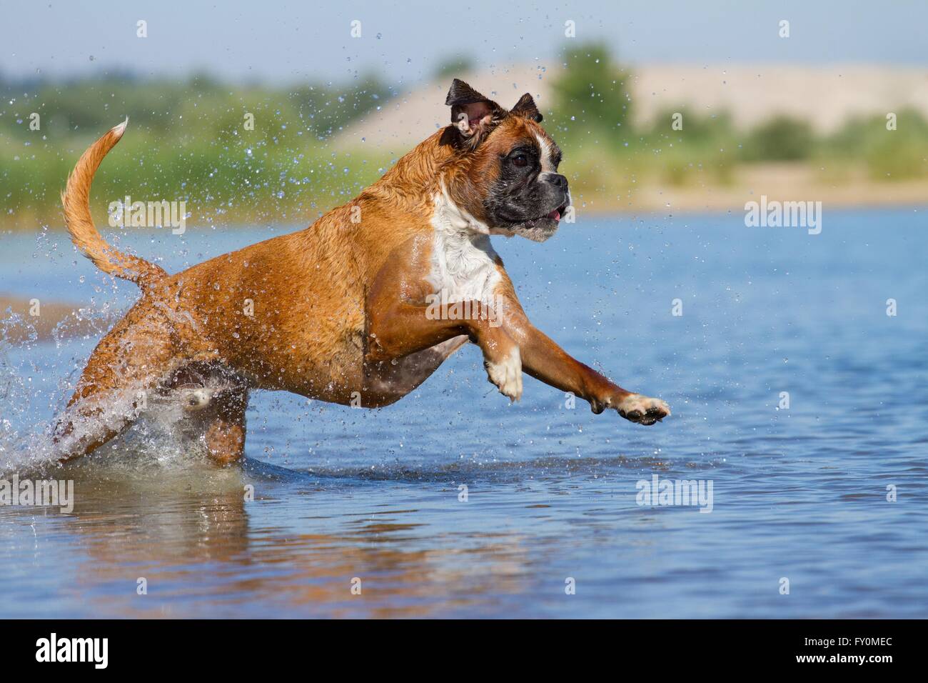 running German Boxer Stock Photo - Alamy
