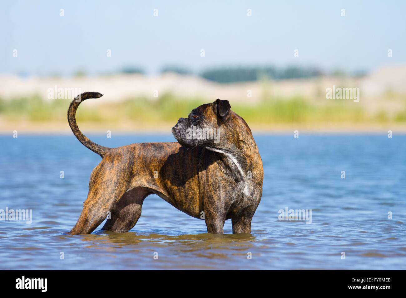 Boxer dog bath hi-res stock photography and images - Alamy