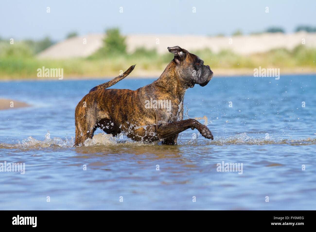 Dog boxer walking hi-res stock photography and images - Alamy