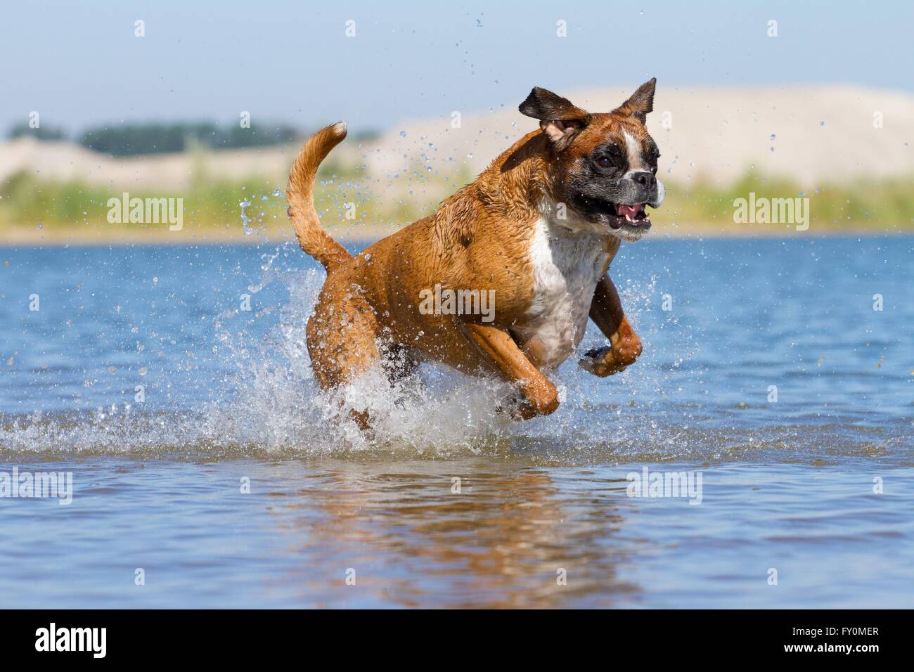 running German Boxer Stock Photo - Alamy