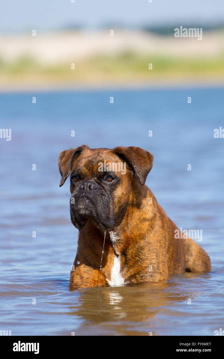 How Do Groomers Bathe A Boxer