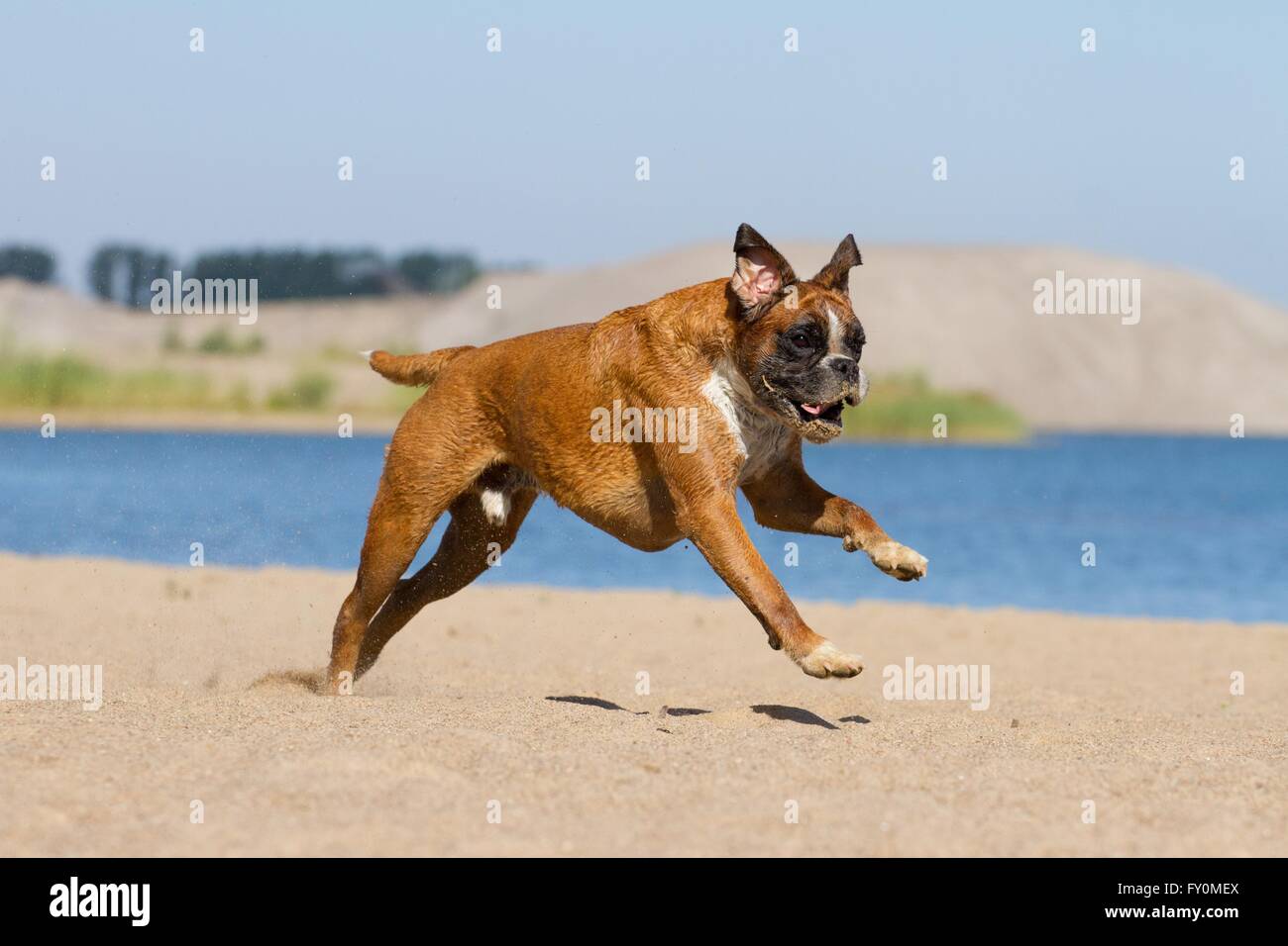 running German Boxer Stock Photo - Alamy