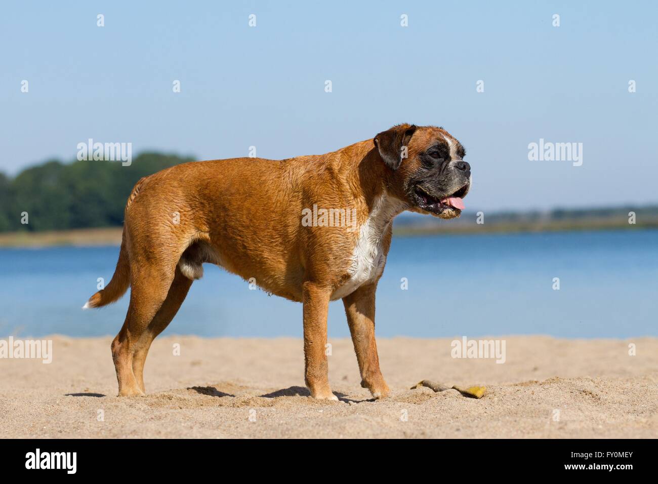 Strand boxer hi-res stock photography and images - Alamy