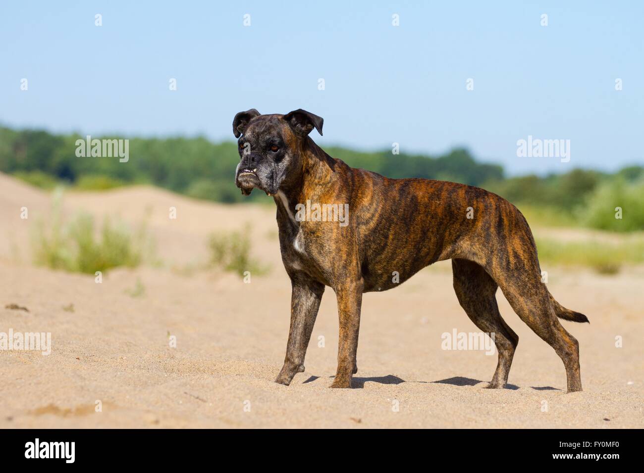 German Boxer Stock Photo - Alamy