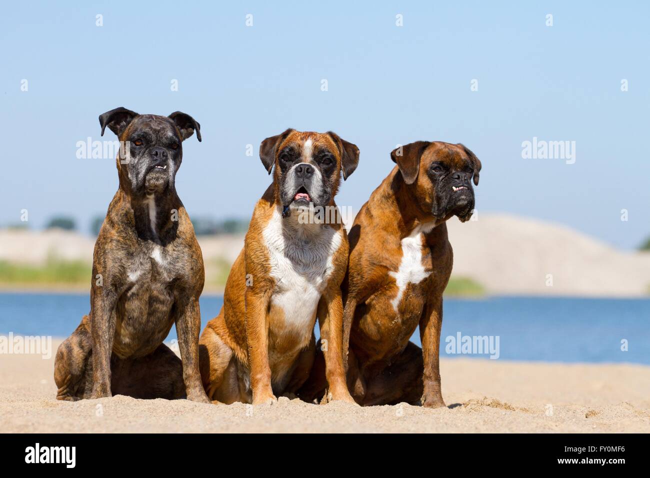 3 German Boxer Stock Photo - Alamy