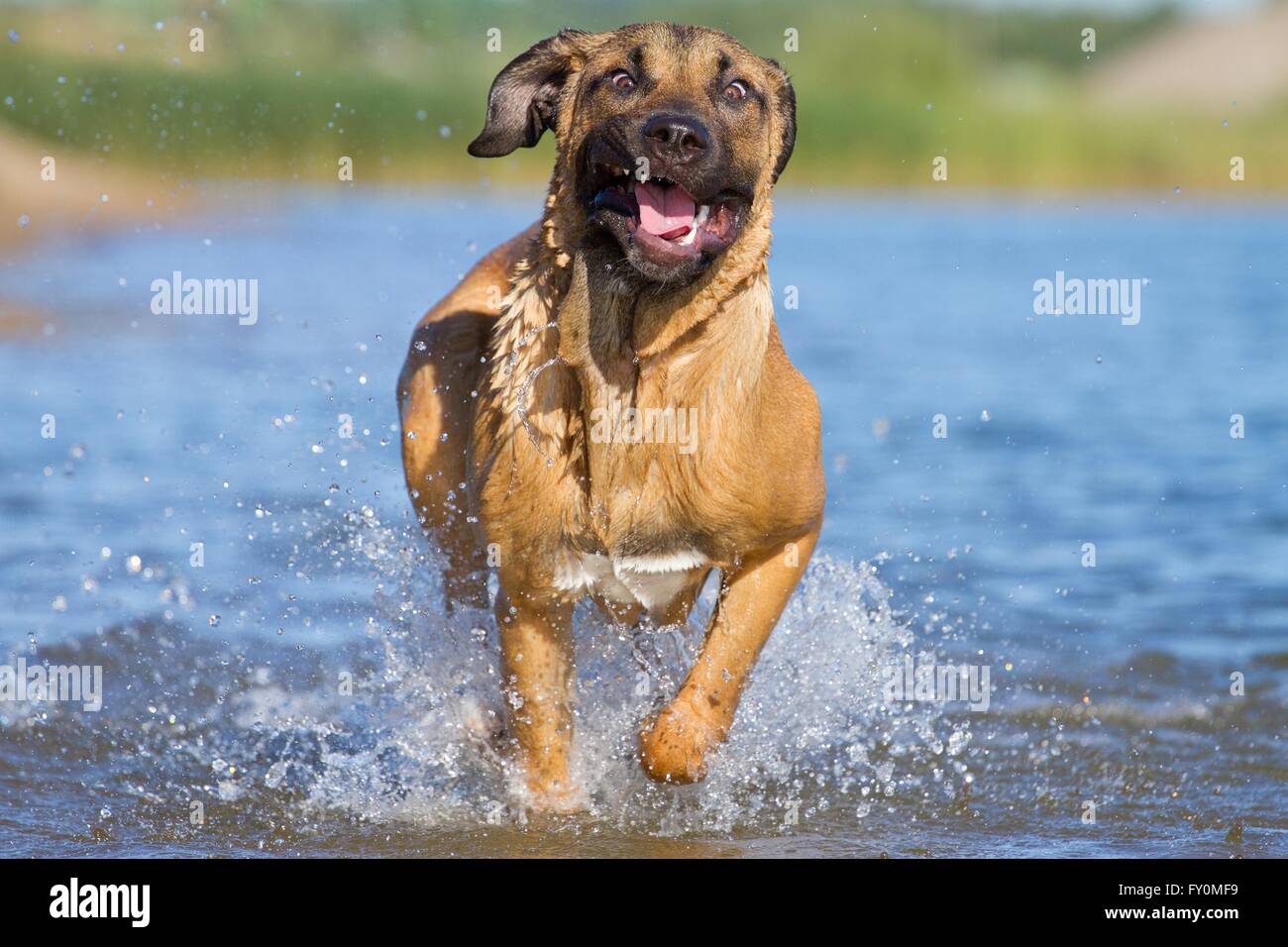 running Cane Corso Stock Photo - Alamy