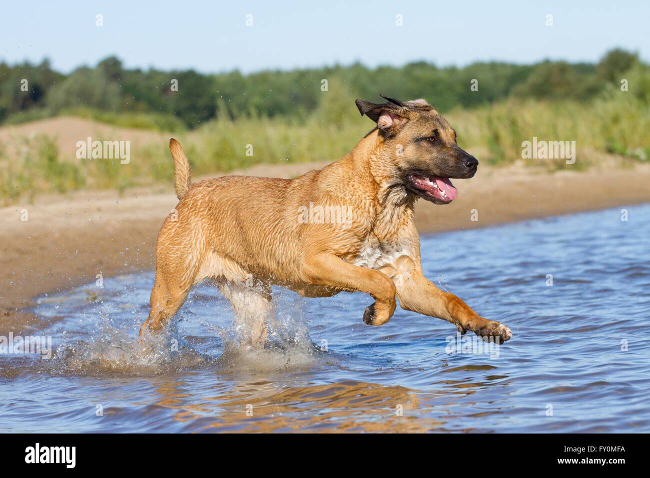 running Cane Corso Stock Photo - Alamy