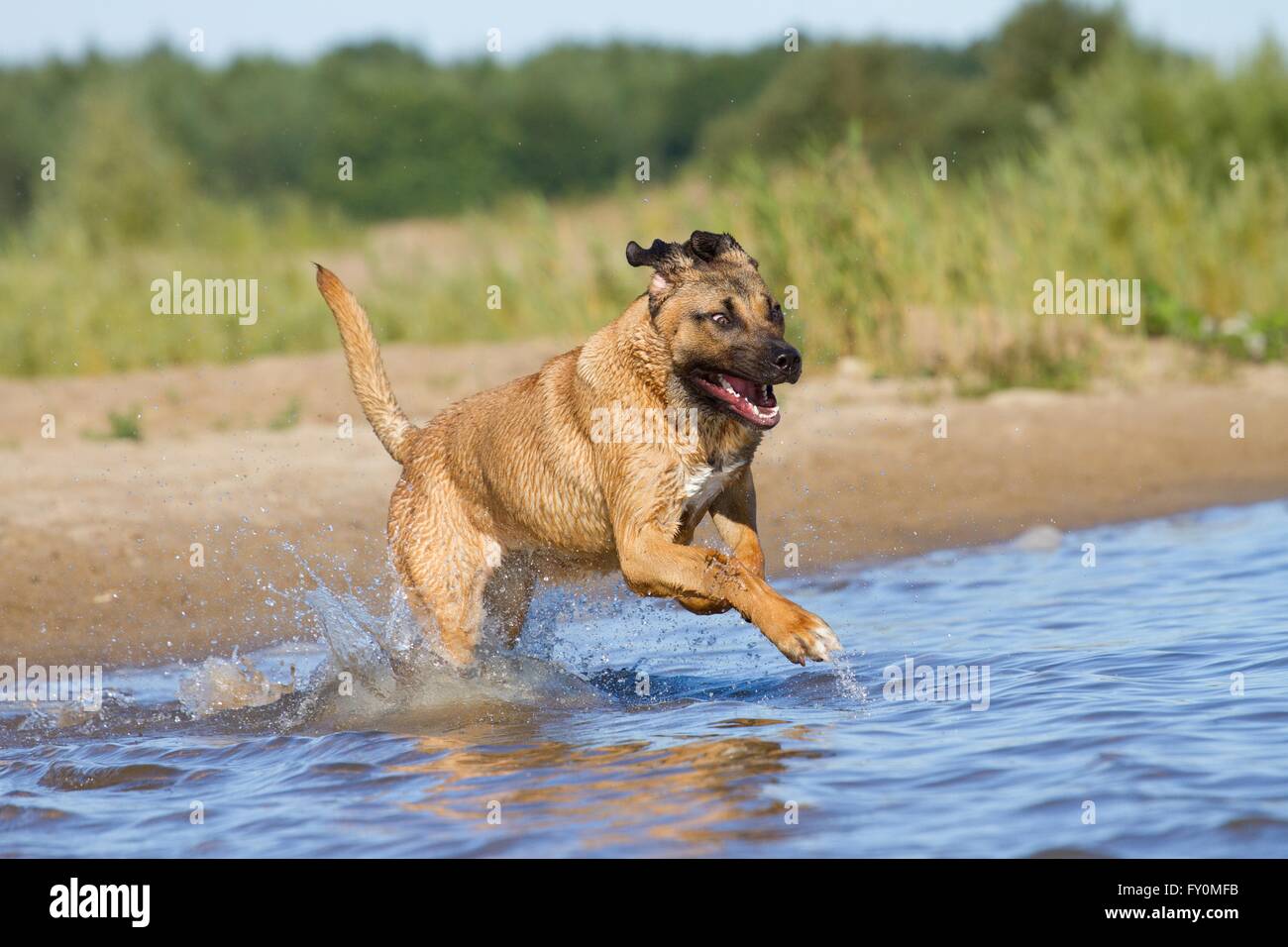 running Cane Corso Stock Photo - Alamy