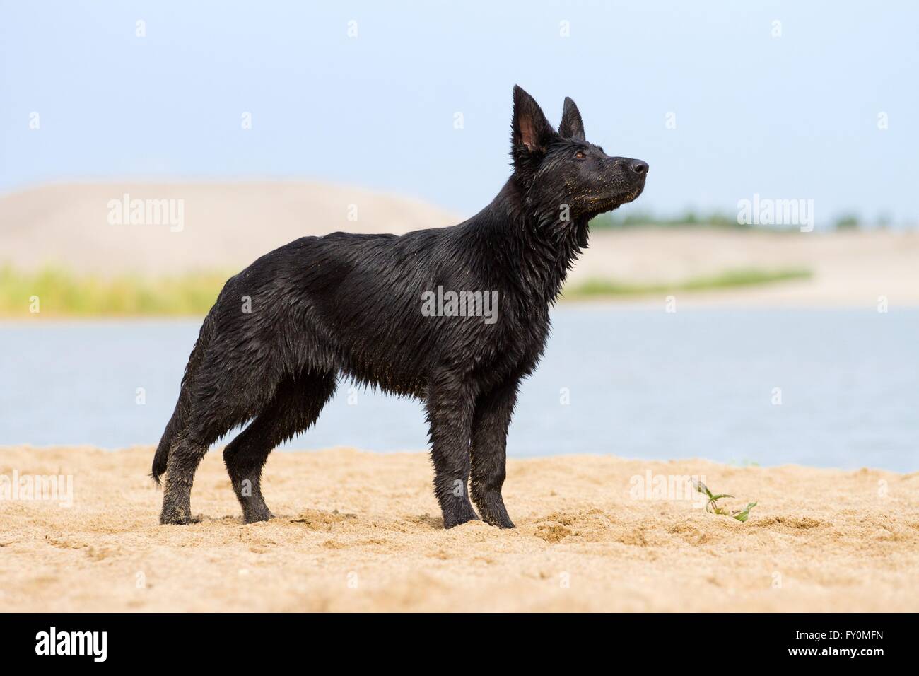 young German Shepherd Stock Photo - Alamy