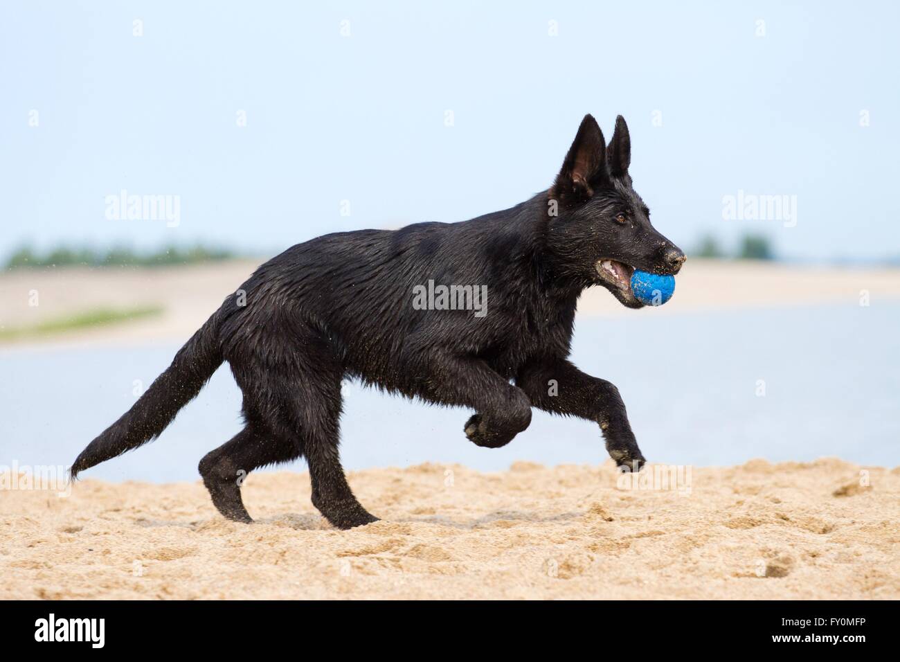 young German Shepherd Stock Photo - Alamy