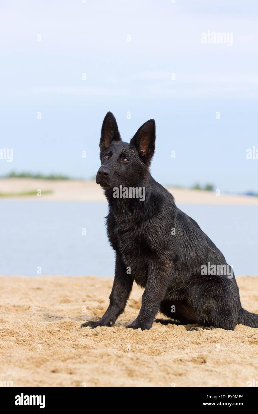 young German Shepherd Stock Photo - Alamy
