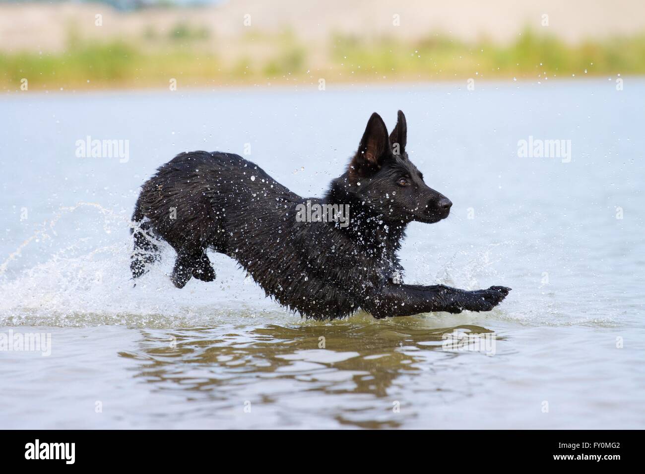 young German Shepherd Stock Photo - Alamy