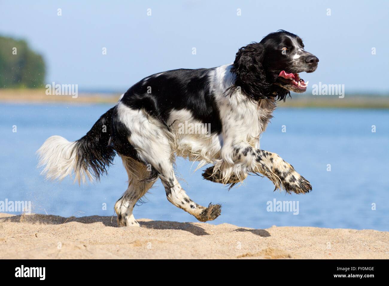 English springer spaniels running hi-res stock photography and images ...