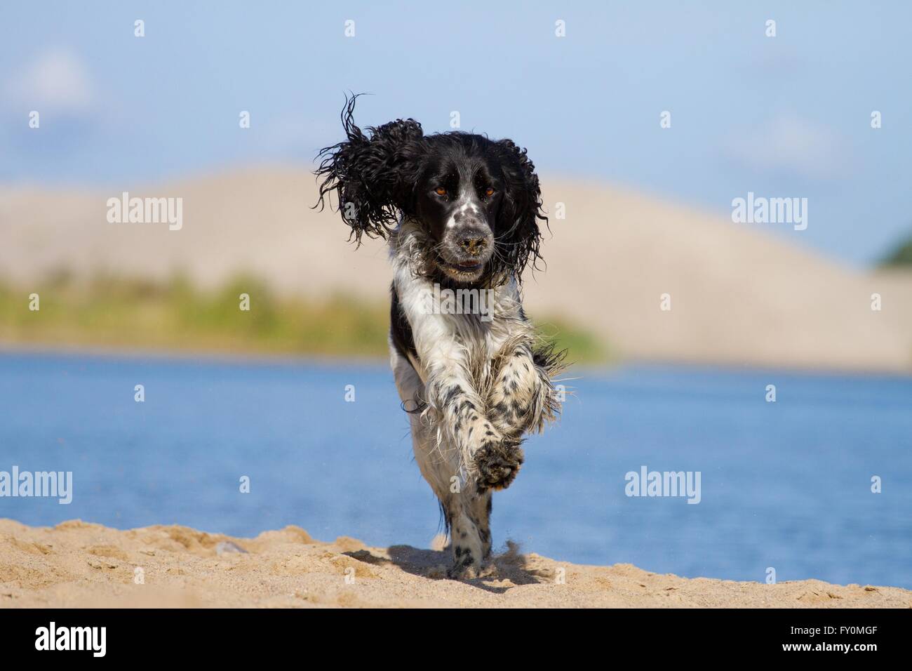 English springer spaniels running hi-res stock photography and images ...