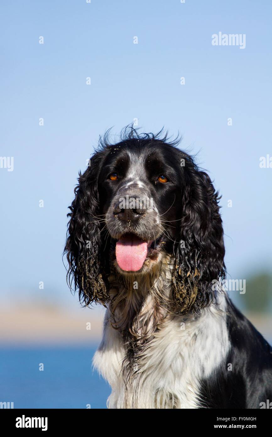 English Springer Spaniel Portrait Stock Photo - Alamy