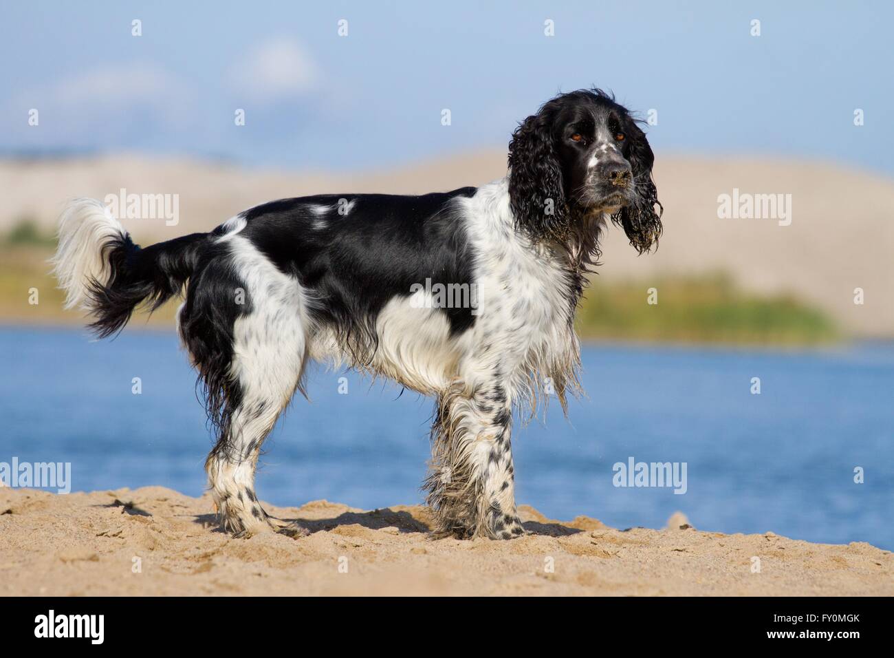 Blue springer spaniel hi-res stock photography and images - Alamy