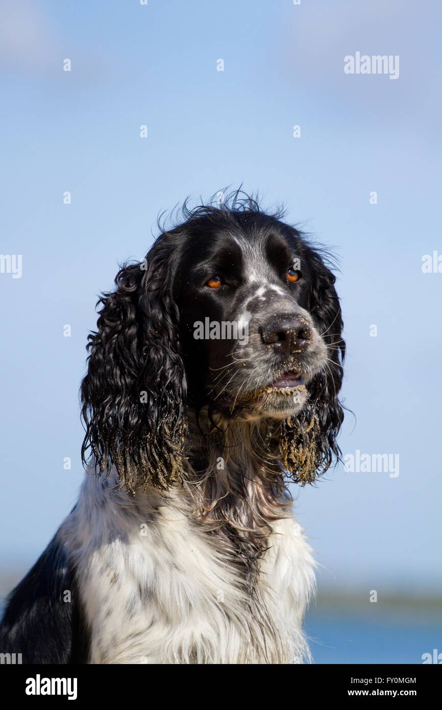 English Springer Spaniel Portrait Stock Photo - Alamy
