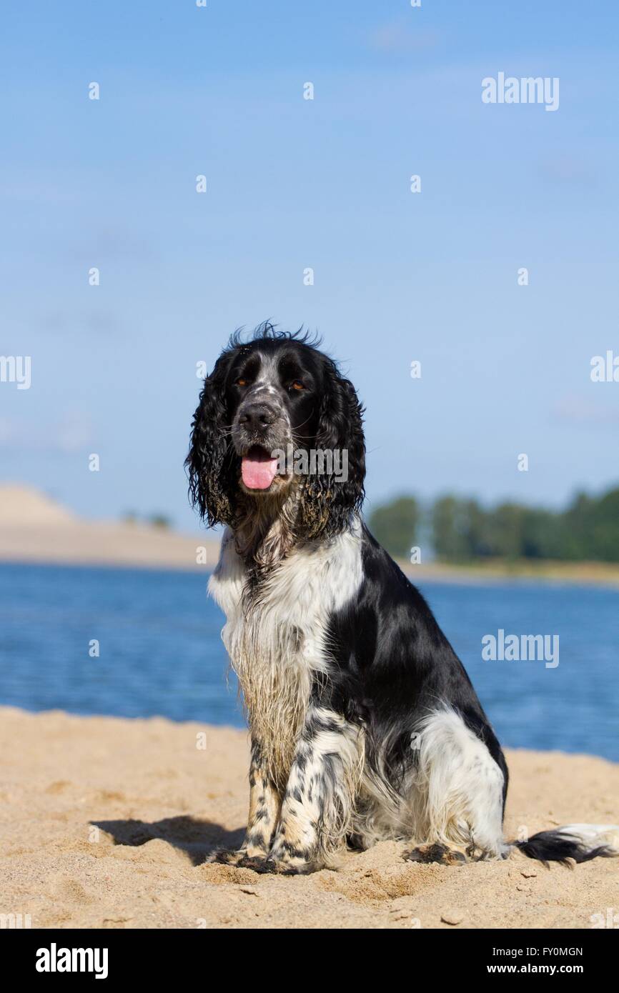 sitting English Springer Spaniel Stock Photo - Alamy