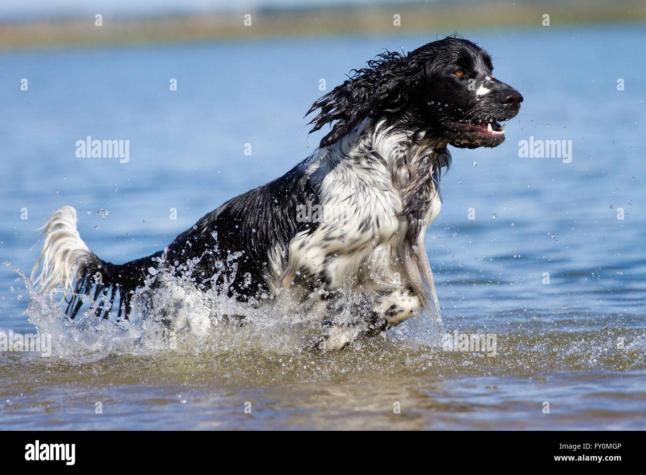 Running springer spaniel hi-res stock photography and images - Alamy