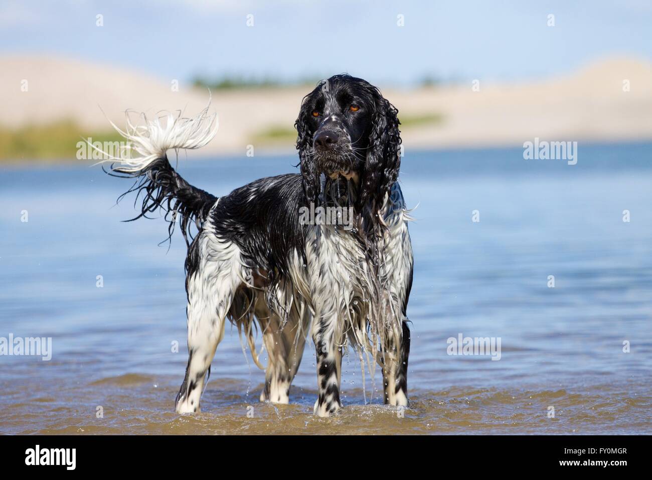 Wet springer spaniel dog hi-res stock photography and images - Alamy