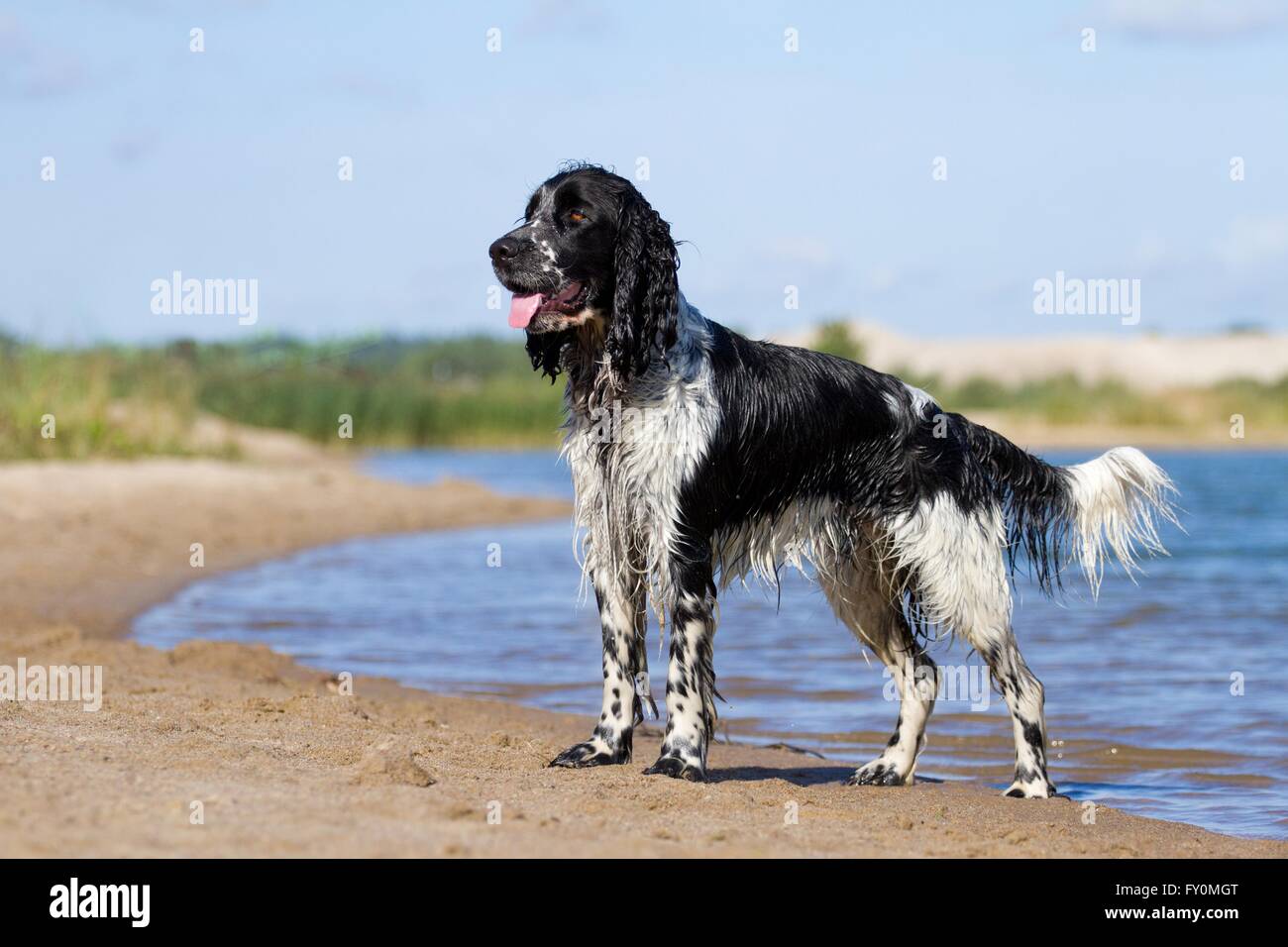 Blue springer spaniel hi-res stock photography and images - Alamy