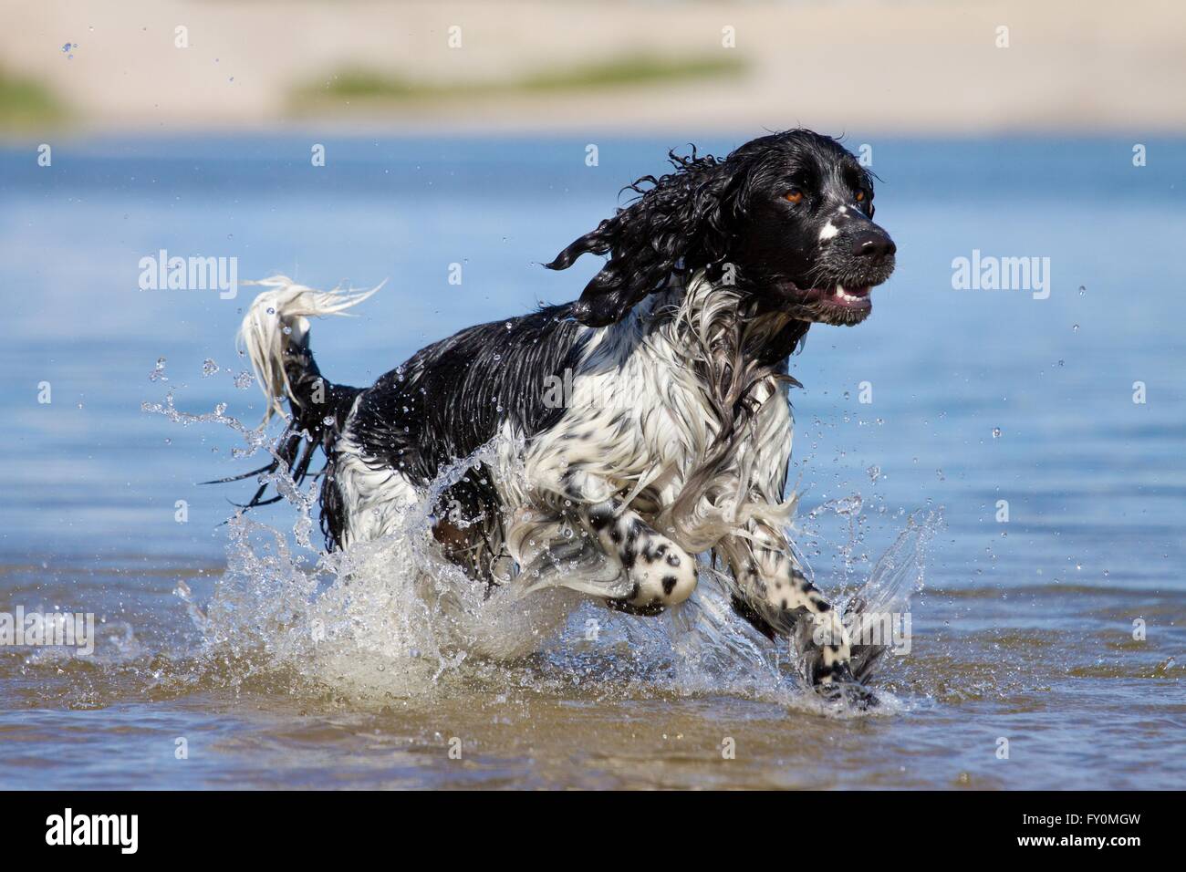 running English Springer Spaniel Stock Photo - Alamy