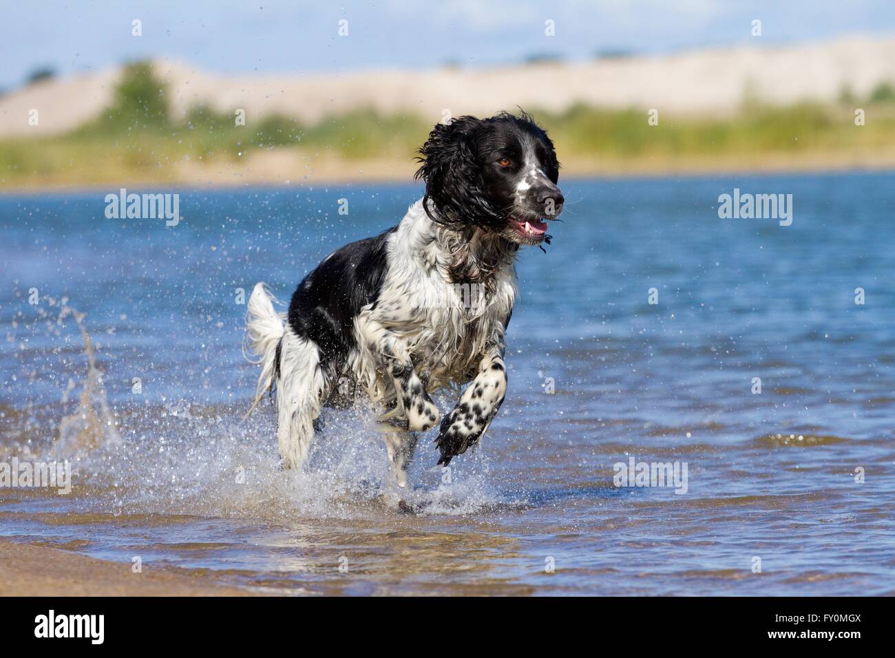 Springer spaniel water splash hi-res stock photography and images - Alamy