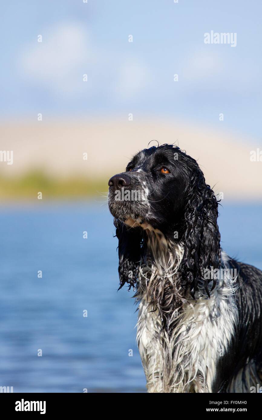English Springer Spaniel Portrait Stock Photo - Alamy