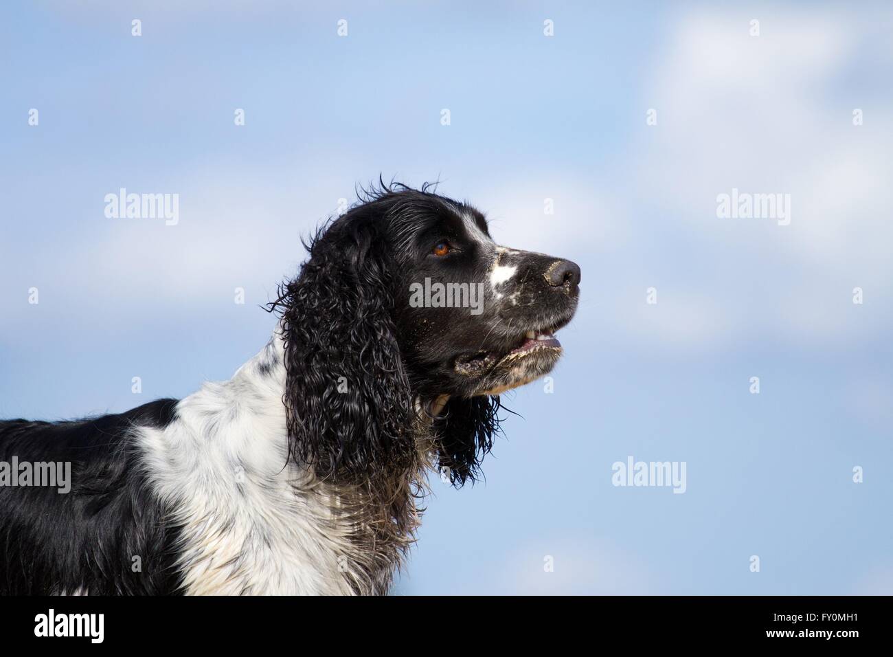 English Springer Spaniel Portrait Stock Photo - Alamy