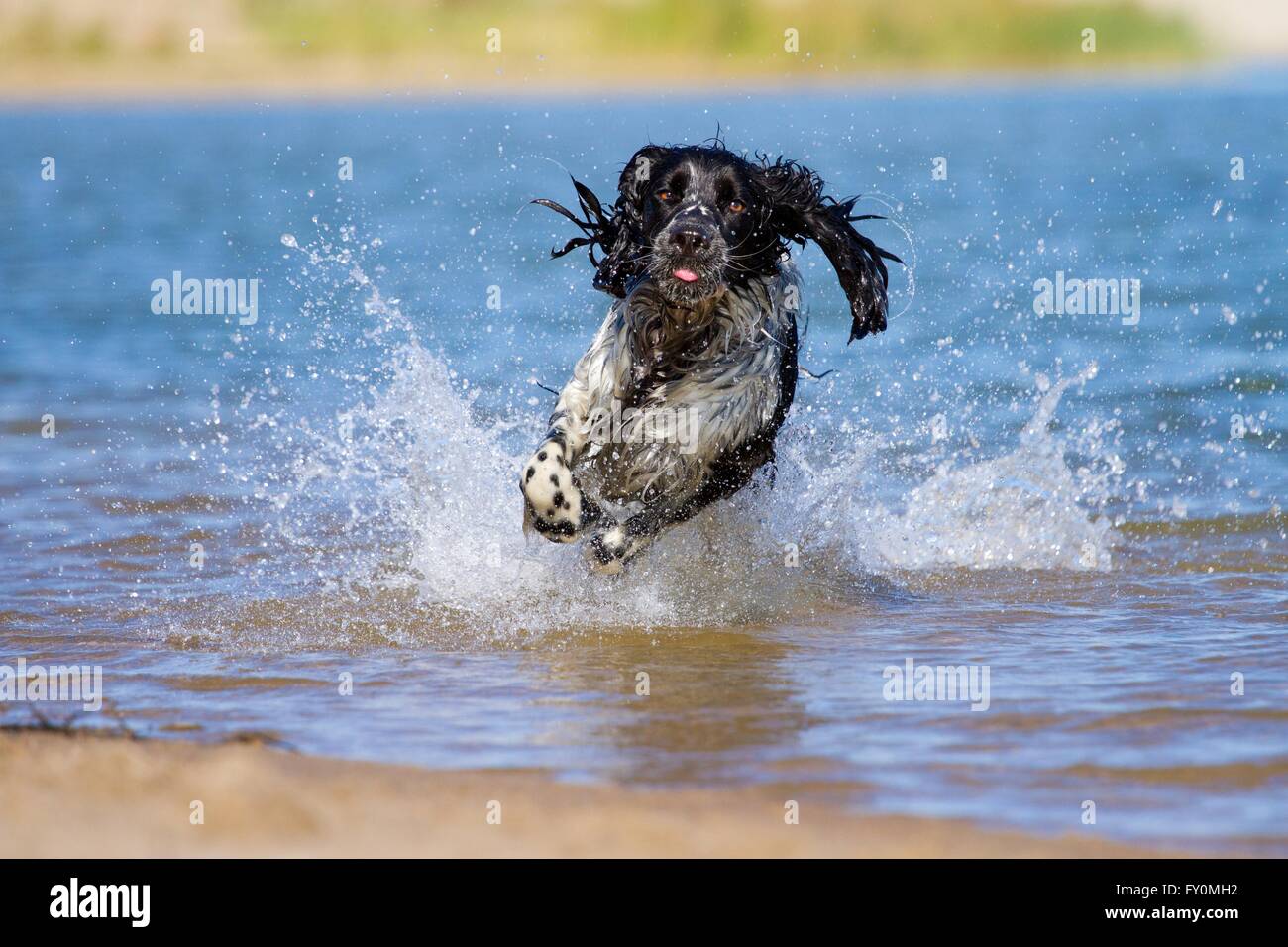 English springer spaniels running hi-res stock photography and images ...