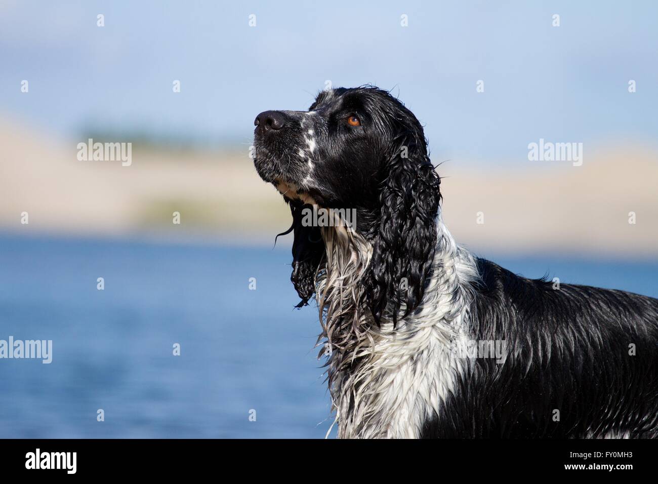 English Springer Spaniel Portrait Stock Photo - Alamy