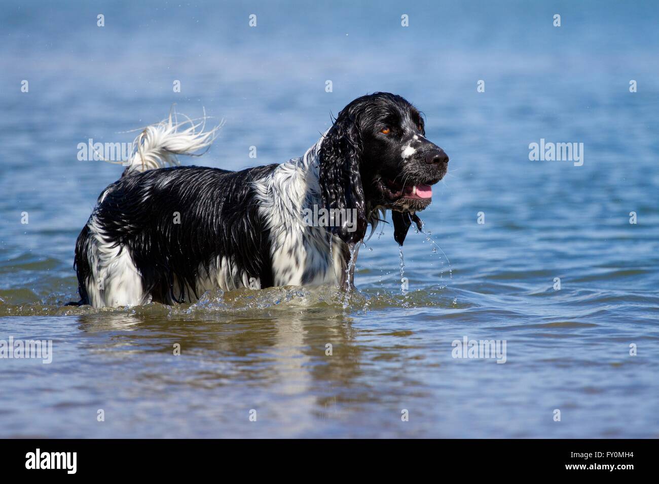 English springer spaniel side hi-res stock photography and images - Alamy
