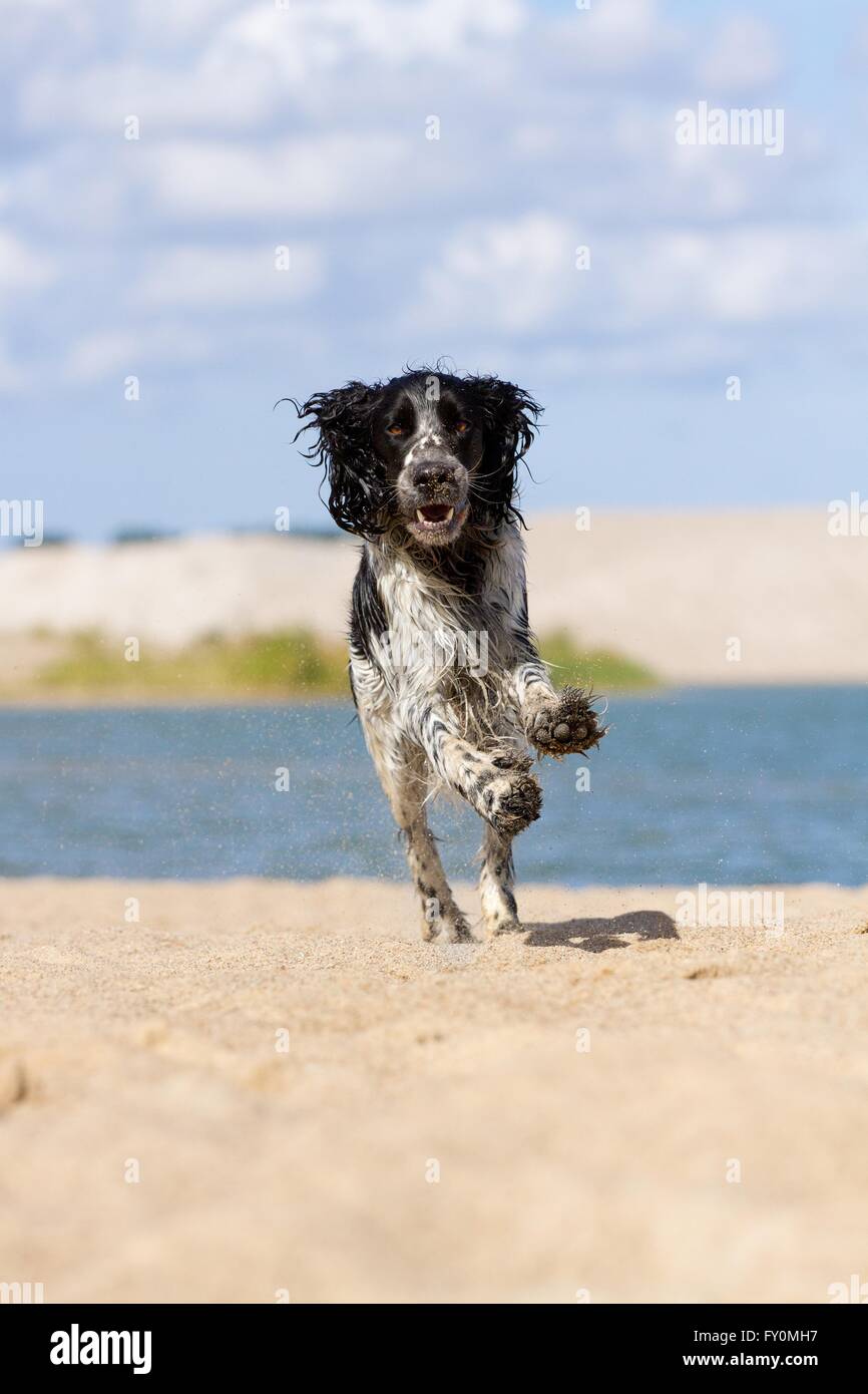 running English Springer Spaniel Stock Photo - Alamy