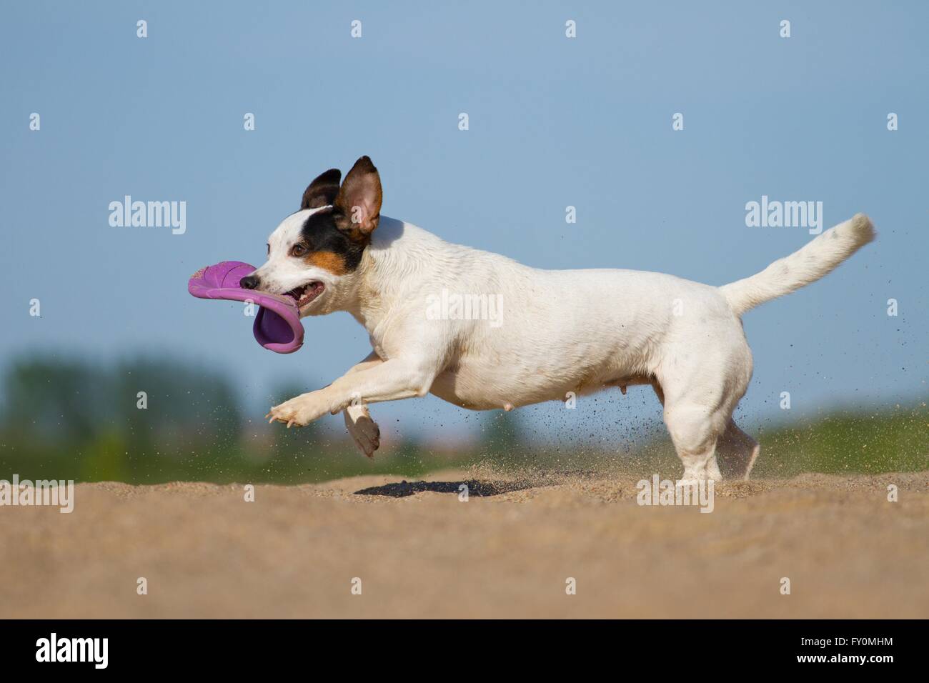 Flying jack russell hi-res stock photography and images - Alamy