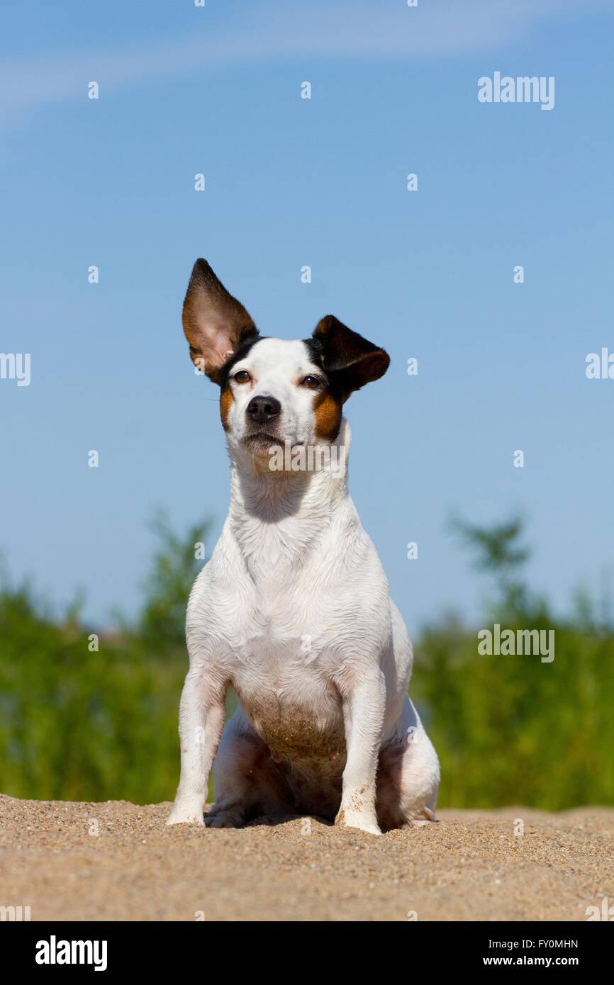 sitting Jack Russell Terrier Stock Photo - Alamy