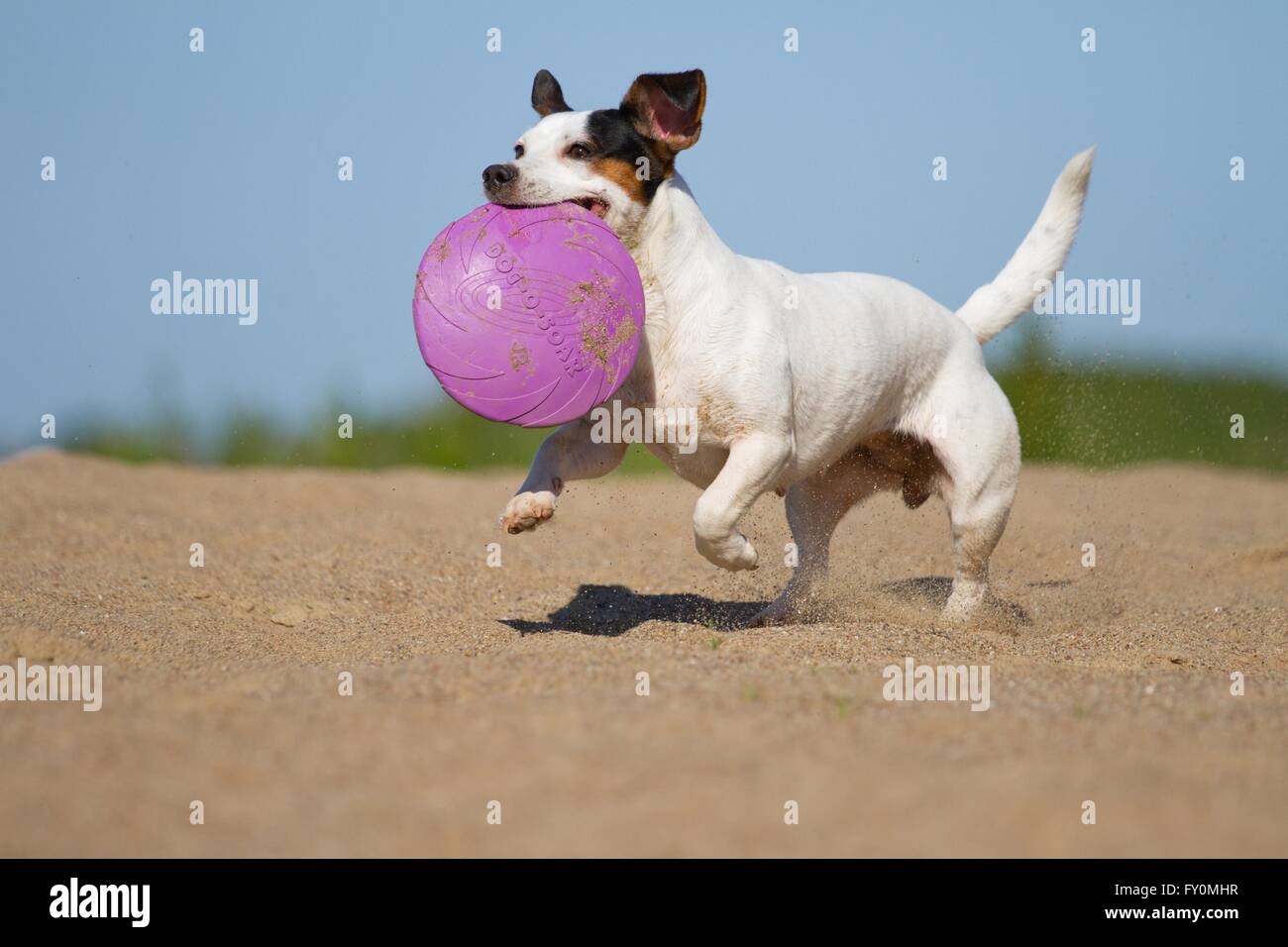 playing Jack Russell Terrier Stock Photo - Alamy