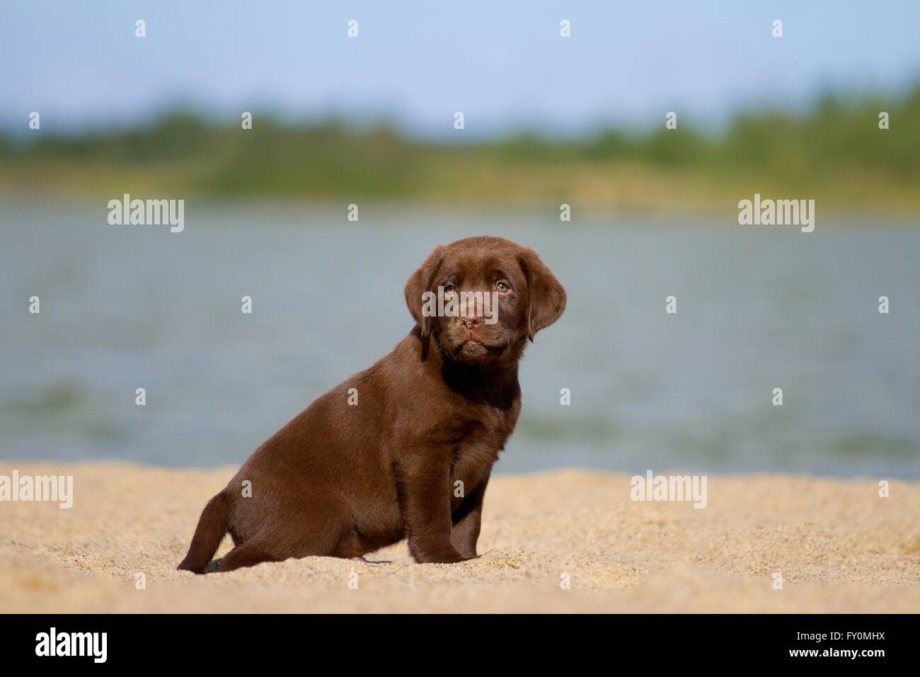 Chocolate brown labrador retriever puppy hi-res stock photography and ...