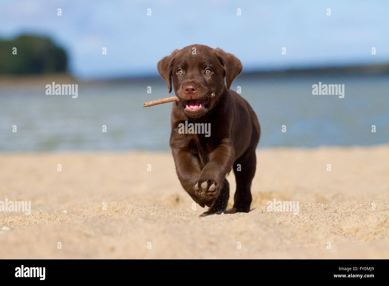 playing Labrador Retriever Puppy Stock Photo - Alamy