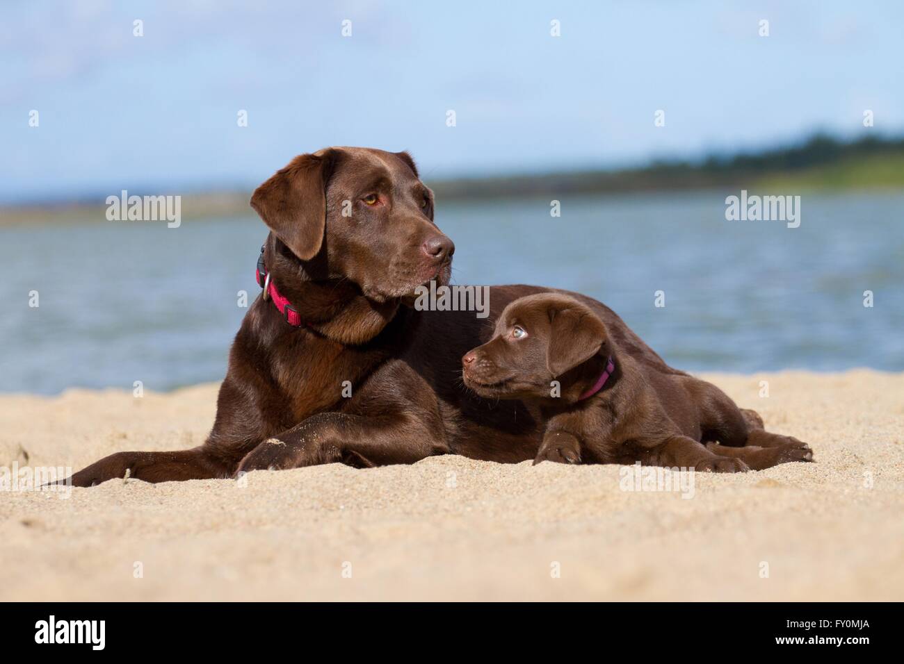 2 Labrador Retriever Stock Photo - Alamy