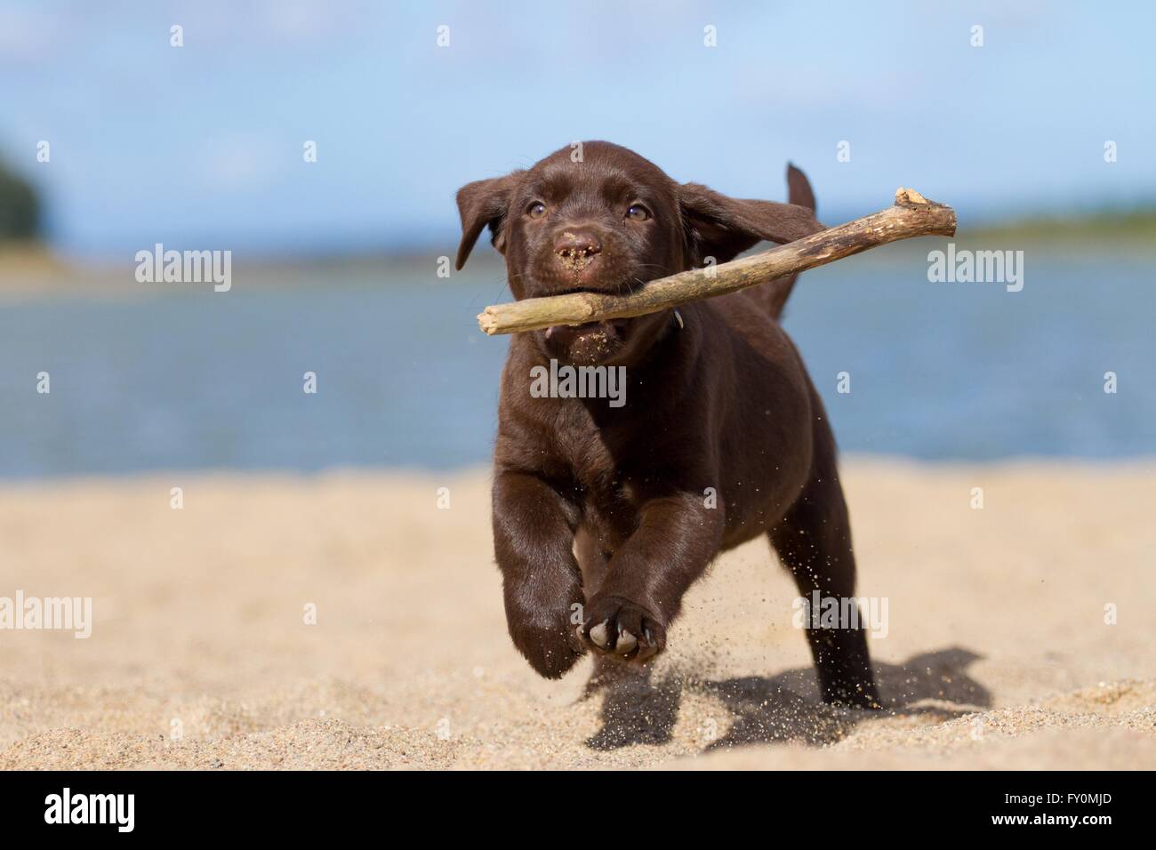 Labrador puppy playing hi-res stock photography and images - Alamy