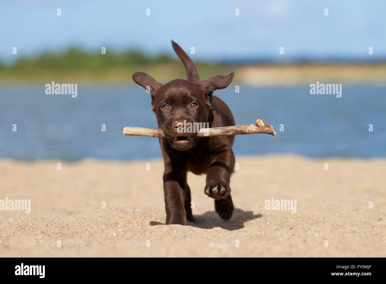 playing Labrador Retriever Puppy Stock Photo - Alamy