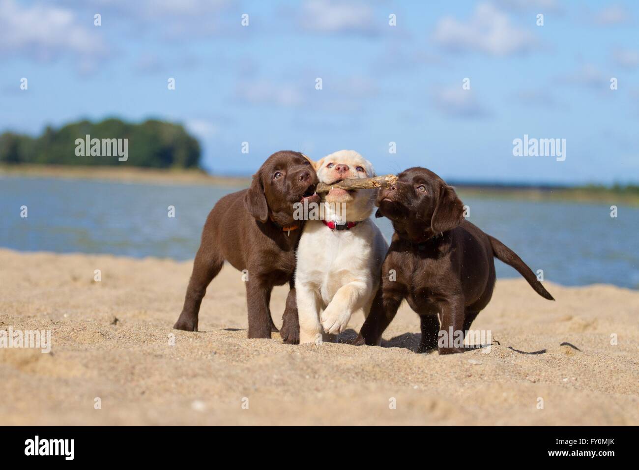 Cute puppies hi-res stock photography and images - Alamy