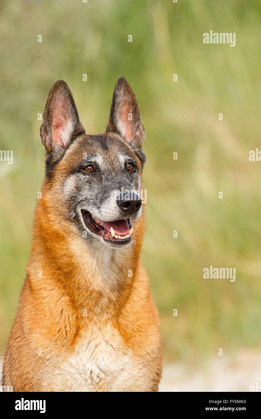 Head Portrait Belgian Malinois High Resolution Stock Photography and ...