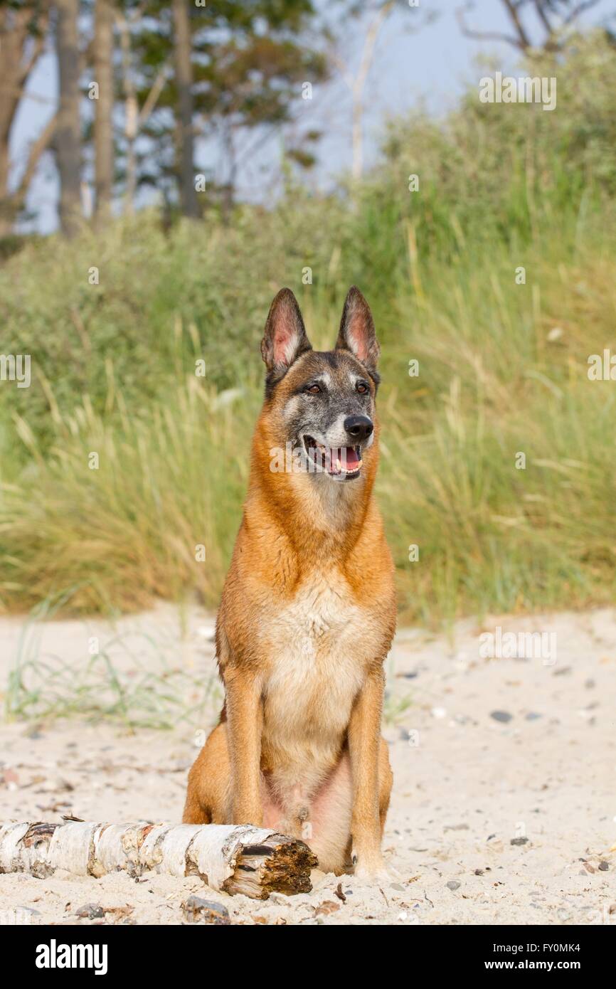Belgian malinois dog sitting hi-res stock photography and images - Alamy