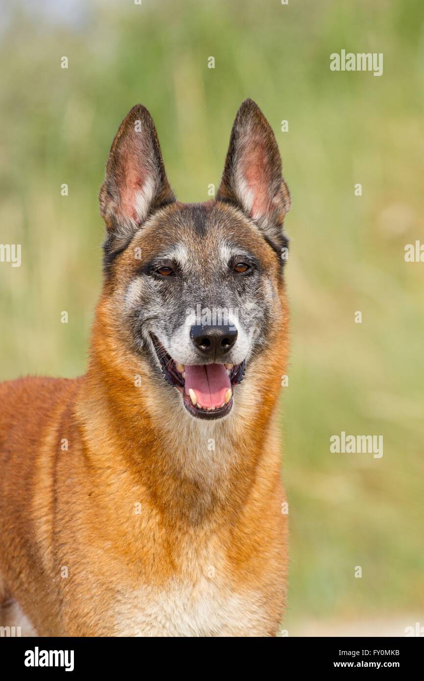 Head portrait belgian malinois hi-res stock photography and images - Alamy