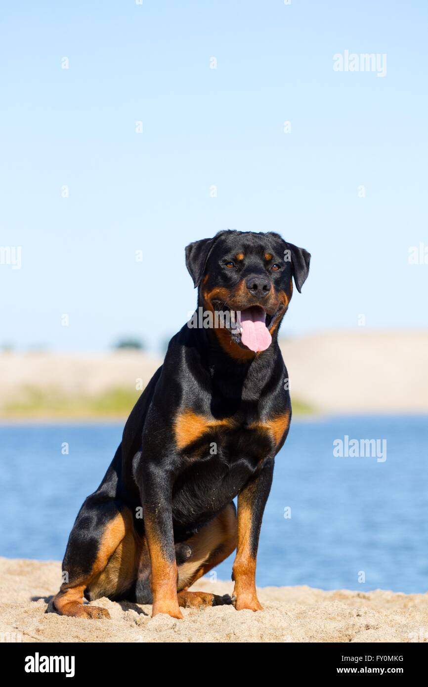 Rottweiler sitting hi-res stock photography and images - Alamy