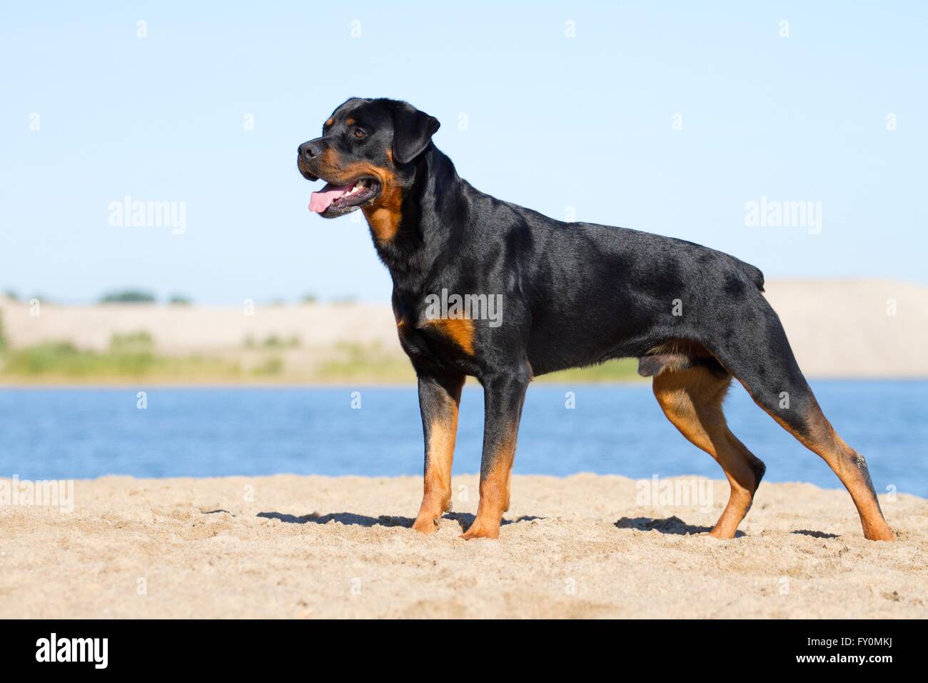 Rottweiler profile hi-res stock photography and images - Alamy
