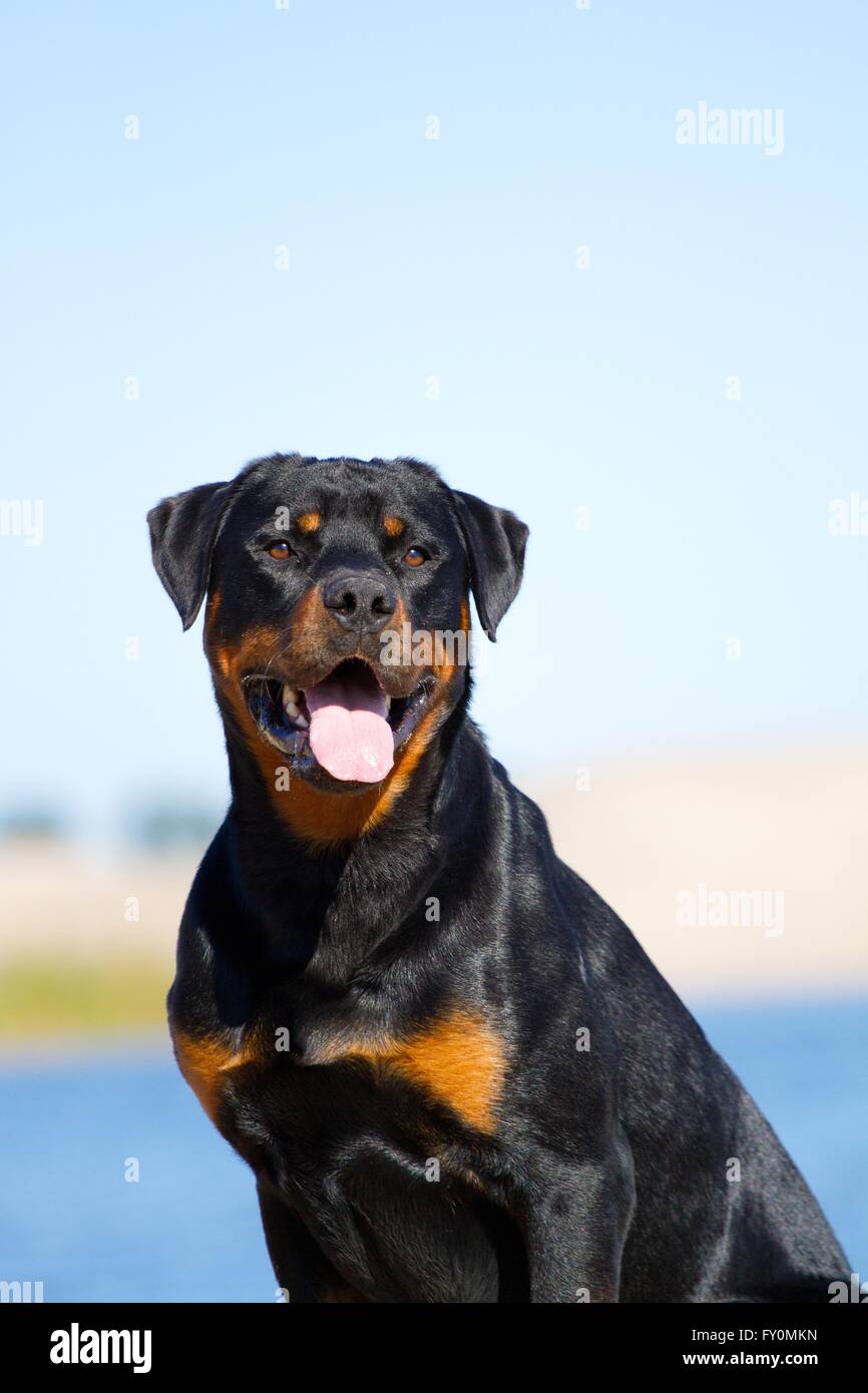 Rottweilers hi-res stock photography and images - Alamy