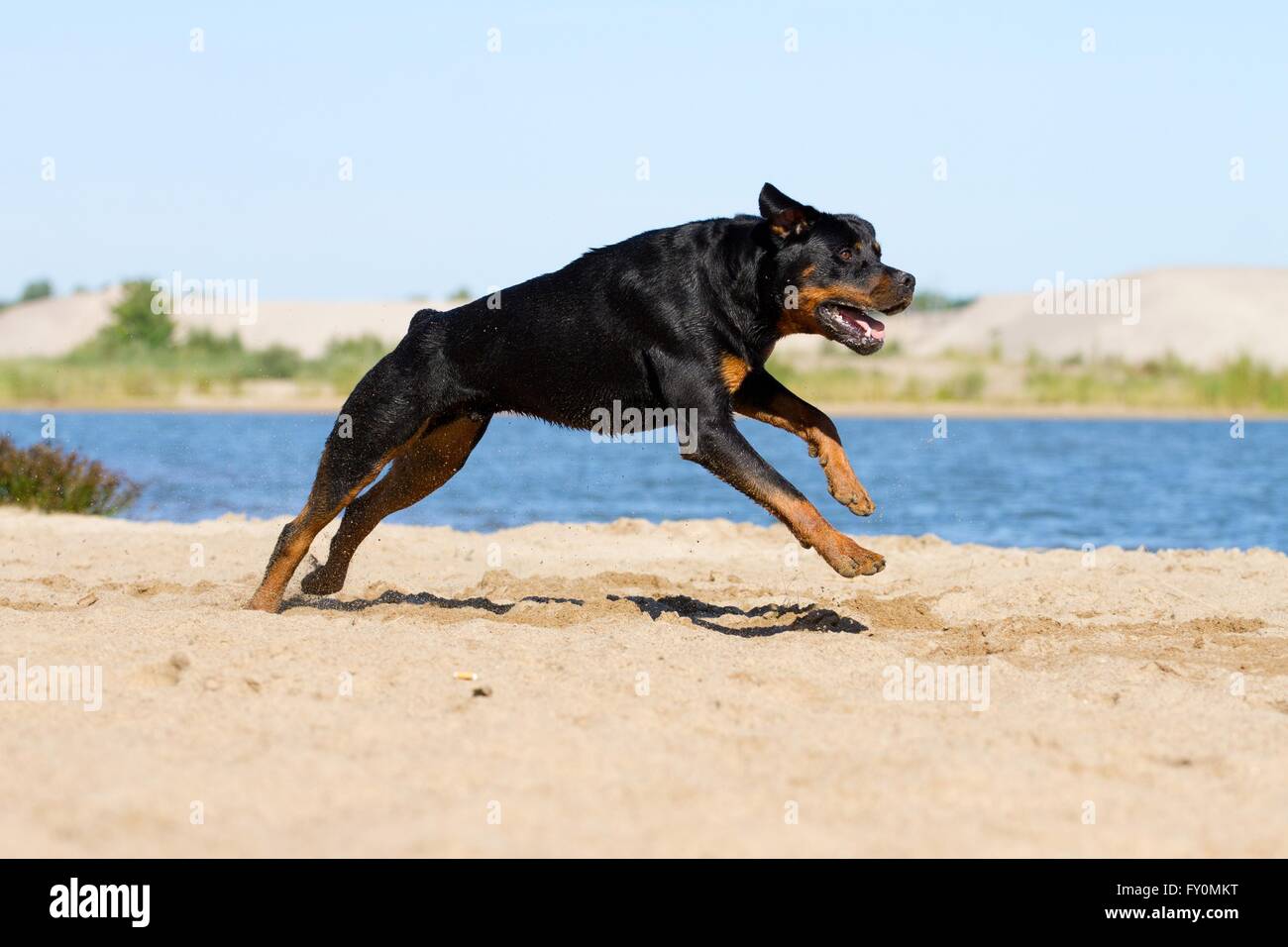 Running rottweiler hi-res stock photography and images - Alamy